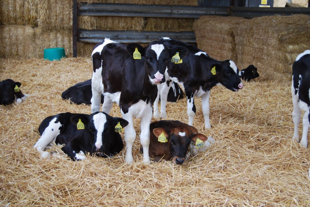 Feeding the Dairy Heifer: Nurturing Ruminant Development with Evidence ...